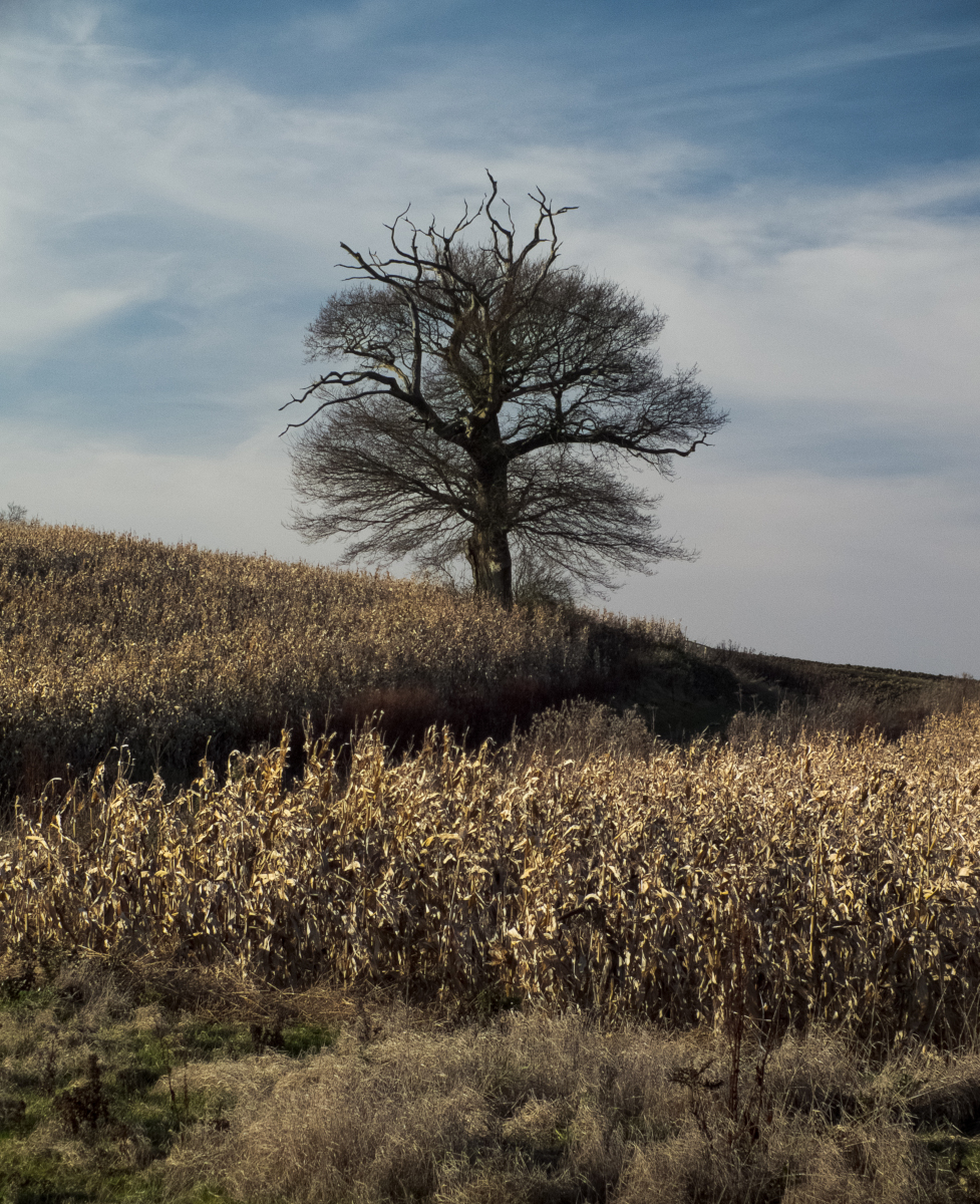 tobybetenson.com – An experiment with philosophy as a way of life